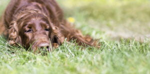 Ierse Setter: Ontdek hier alles over dit ras [foto's]