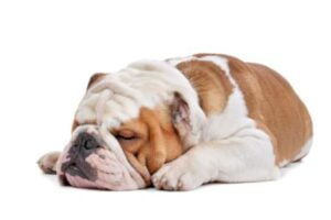 Engelse Bulldog: Ontdek alles over dit ras [foto's]