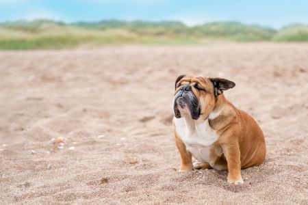 Engelse Bulldog: Ontdek alles over dit ras [foto's]