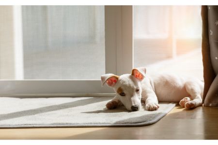 Vetbed hond Action alternatief: 13x de beste van 2026