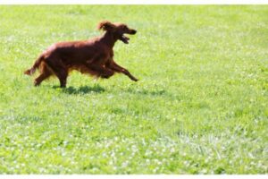 Grasaar hond: Leer hoe je dit onzichtbare gevaar kunt vermijden