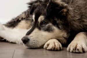 Hoe oud wordt een hond? Ontdek hier alles wat je moet weten!