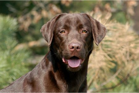 Bruine Labrador: Ontdek alles over dit ras [foto's]
